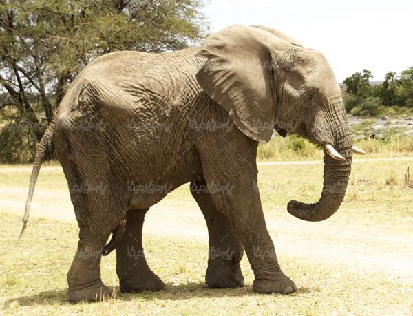 فیل - ایران طرح