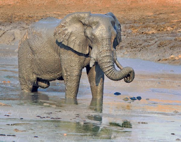 فیل - ایران طرح